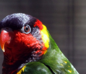 Animals - Lehigh Valley Zoo