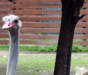 Animals - Lehigh Valley Zoo