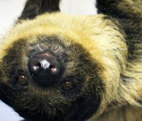 Animals - Lehigh Valley Zoo