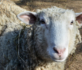 Animals - Lehigh Valley Zoo