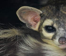 Animals - Lehigh Valley Zoo