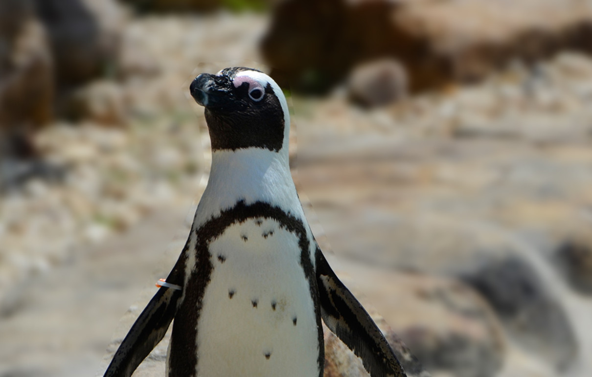 African Penguins - Lehigh Valley Zoo