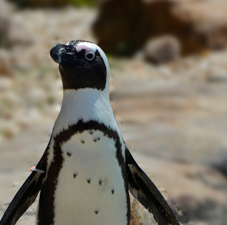 African Penguins - Lehigh Valley Zoo