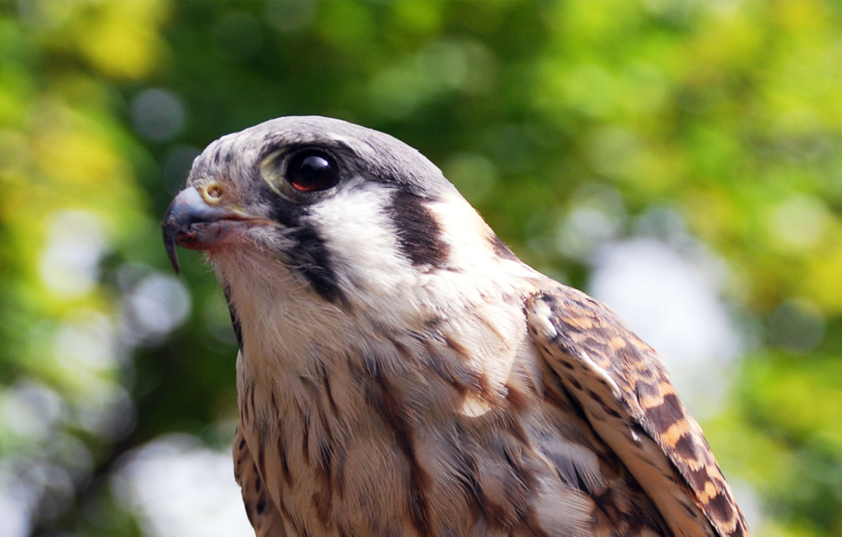 Peregrine Falcon - Lehigh Valley Zoo