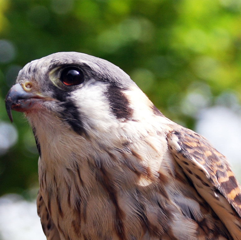 Peregrine Falcon - Lehigh Valley Zoo