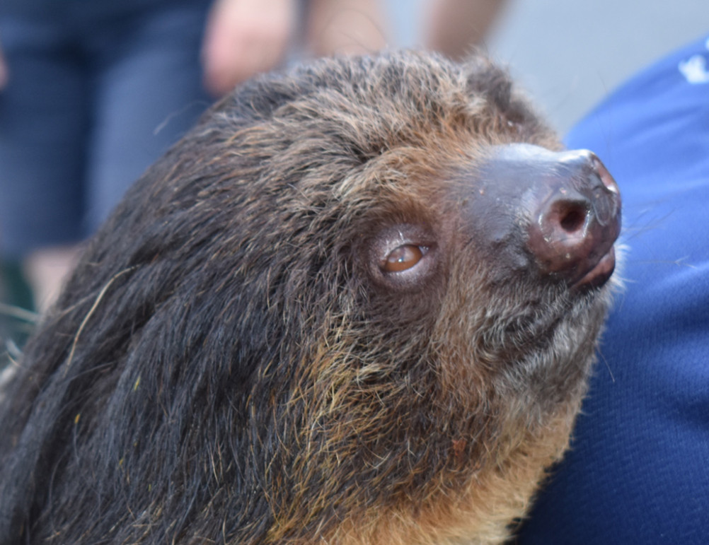 Linnaeus’s Two-Toed Sloth - Lehigh Valley Zoo