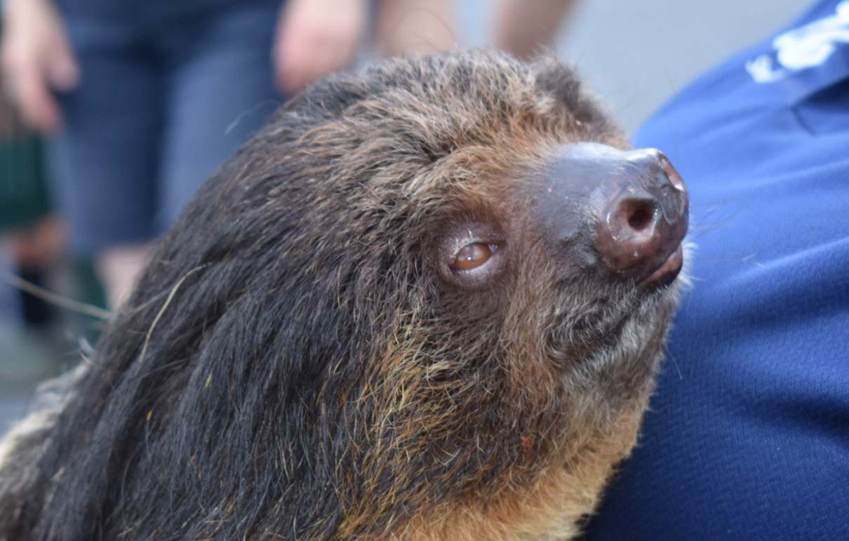 Linnaeus’s Two-Toed Sloth - Lehigh Valley Zoo