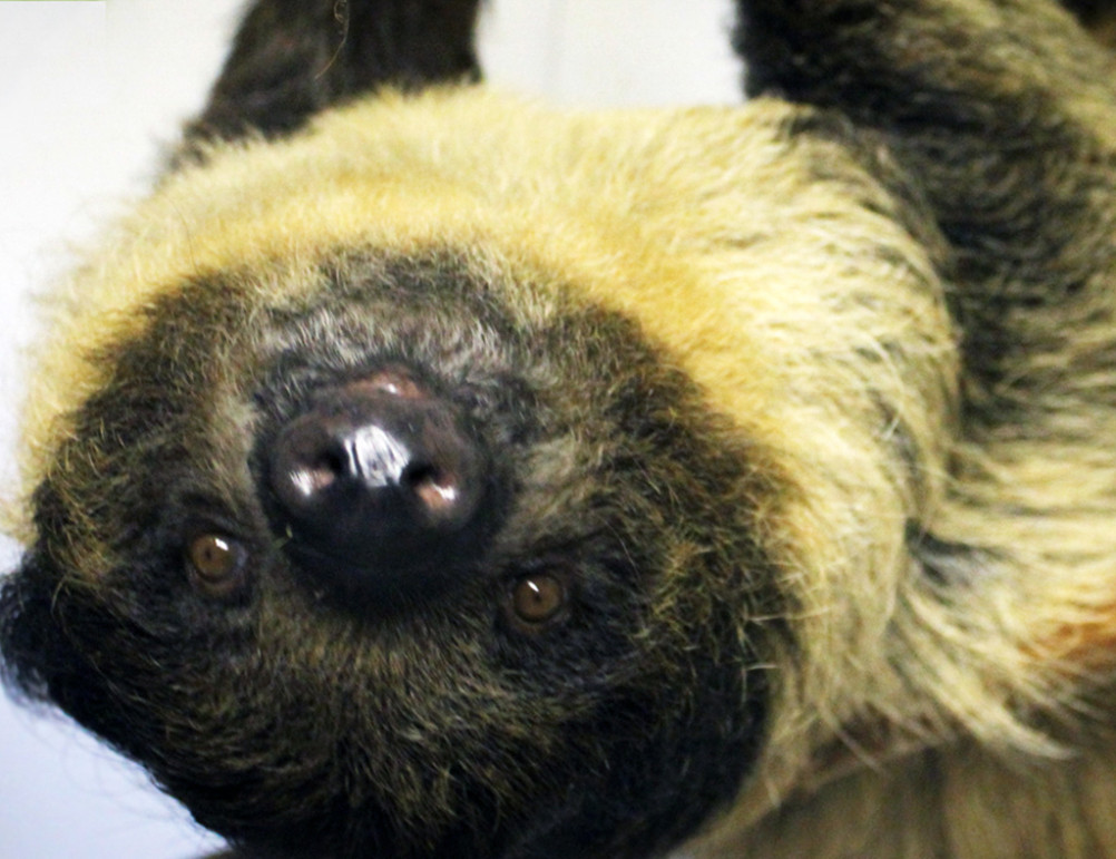 Linnaeus’s Two-Toed Sloth - Lehigh Valley Zoo