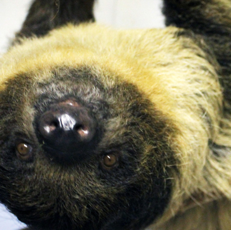 Linnaeus’s Two-Toed Sloth - Lehigh Valley Zoo