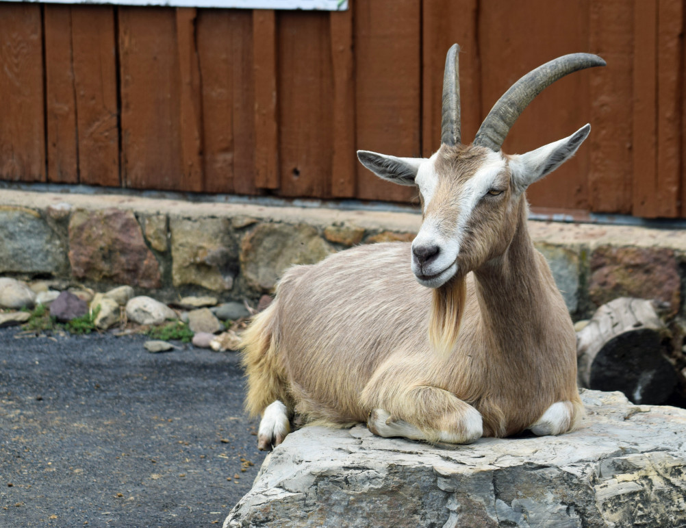 Toggenburg Goat - Lehigh Valley Zoo
