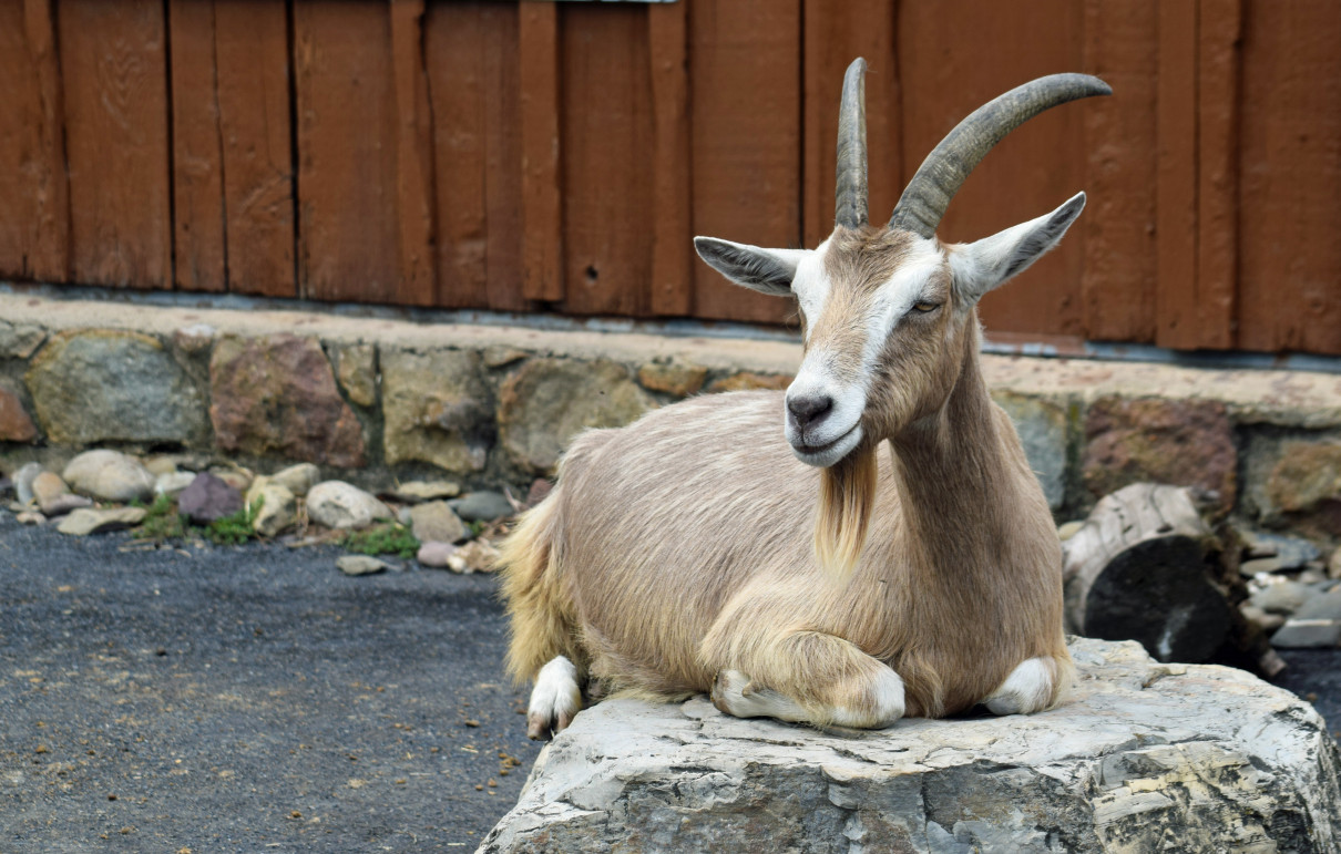 Toggenburg Goat - Lehigh Valley Zoo