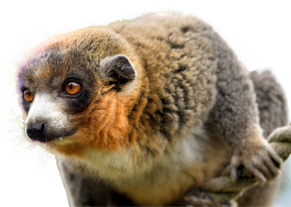 Lehigh Valley Zoo - Page 2 of 5 - Smart Fun