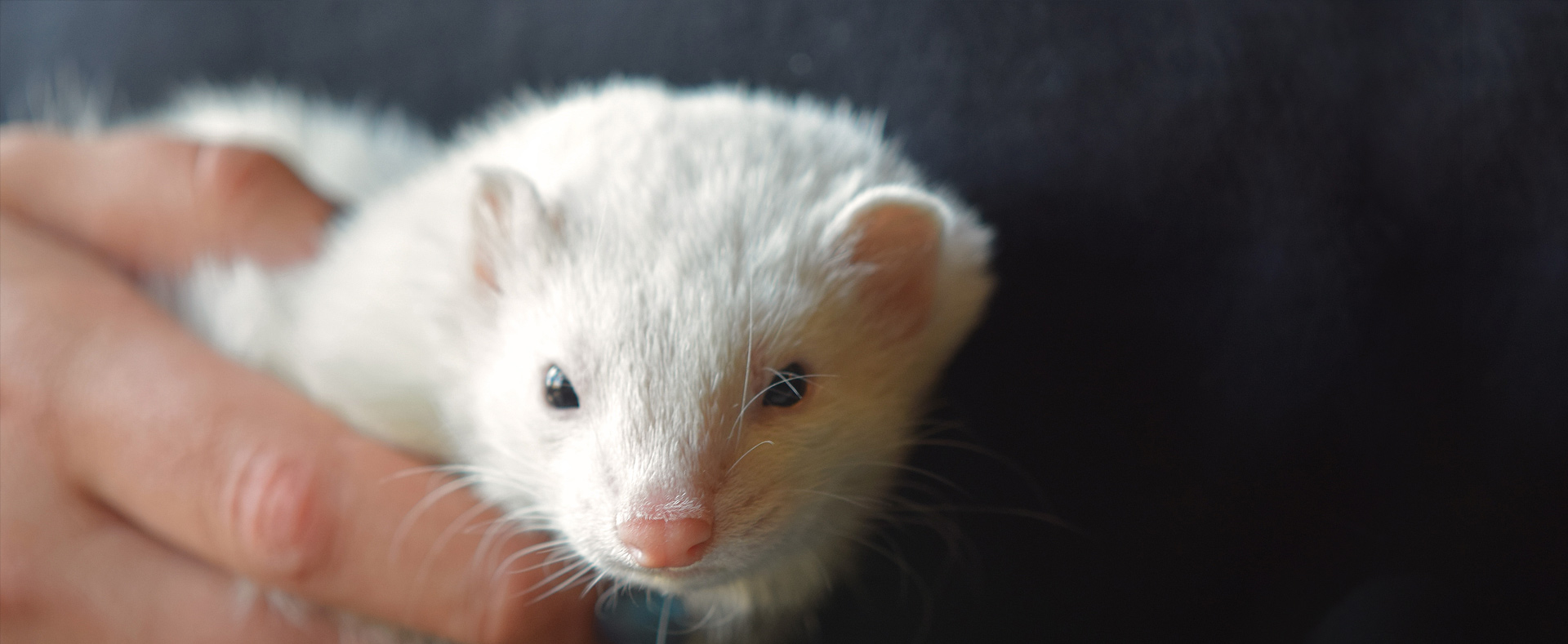 Young Siamese Sable Ferret Kit Royalty Free Stock Photos Baby Sable ...