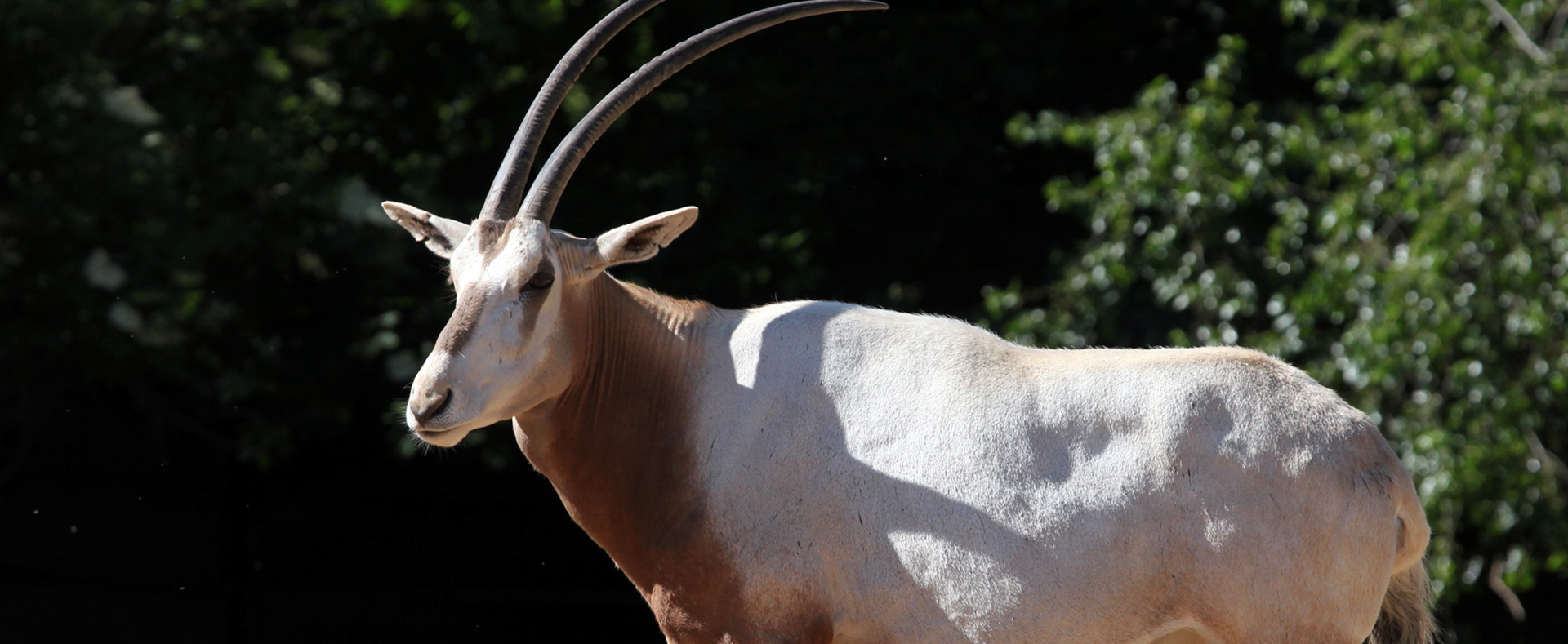 Scimitar-Horned Oryx - Lehigh Valley Zoo