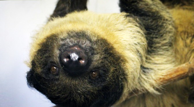 Animals - 8/12 - Lehigh Valley Zoo