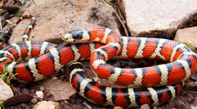 Animals Archive - Page 7 of 11 - Lehigh Valley Zoo