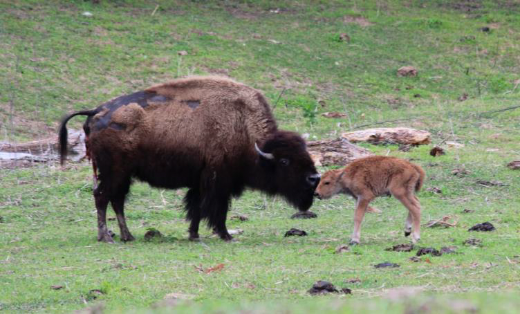 Lehigh Valley Zoo Welcomes a Baby Bison to the Herd - Lehigh Valley Zoo