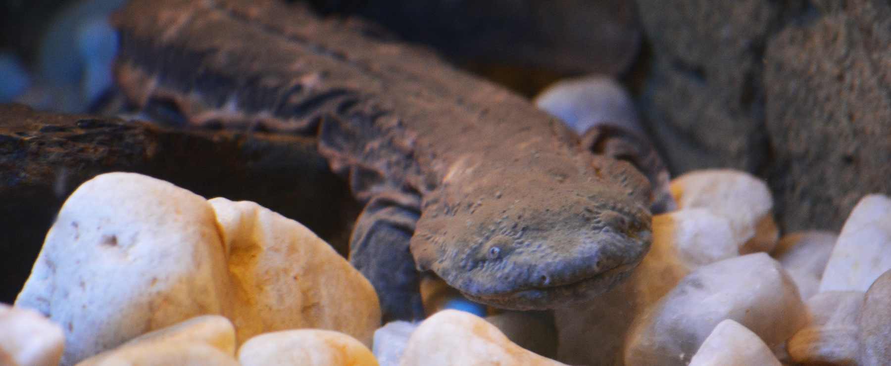 Eastern Hellbender - Lehigh Valley Zoo