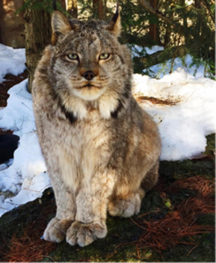 Elderly Lynx Passes Away at Lehigh Valley Zoo - Lehigh Valley Zoo