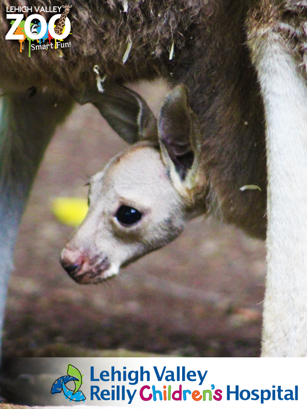 Lehigh Valley Zoo Welcomes Two Joeys - Lehigh Valley Zoo