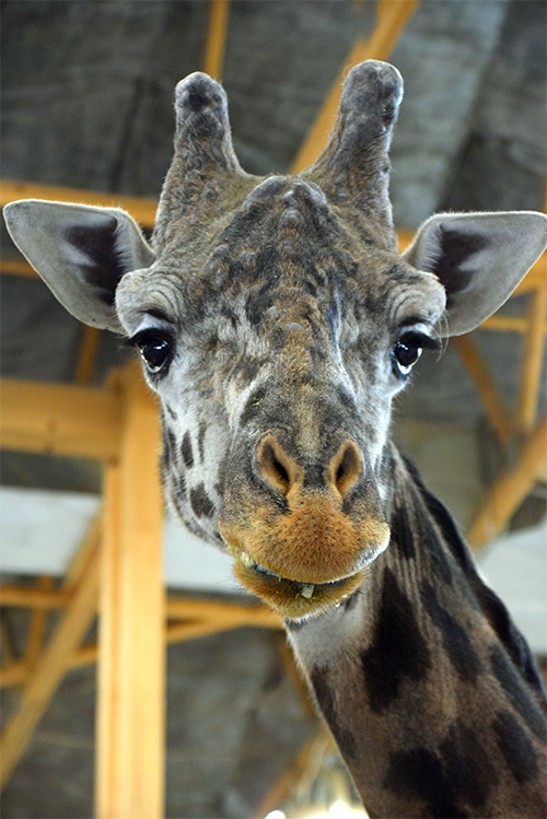 Senior Giraffe Murphy Receives Specialized Care Program - Lehigh Valley Zoo