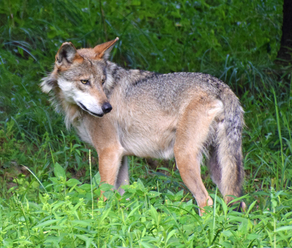 Lehigh Valley Zoo's Wolf Pack is Back! - Lehigh Valley Zoo
