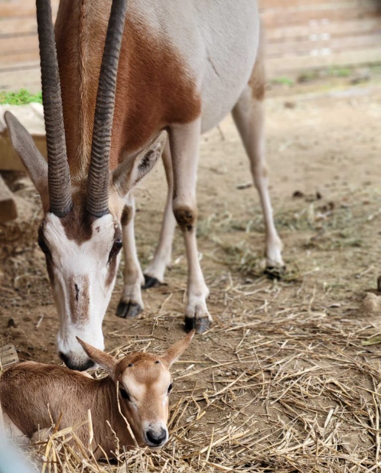 Another Scimitar-Horned Oryx Calf Born at LV Zoo - Lehigh Valley Zoo