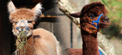 Lehigh Valley Zoo Welcomes Two New Alpacas - Lehigh Valley Zoo