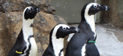LV Zoo Welcomes Three New African Penguins to Colony - Lehigh Valley Zoo
