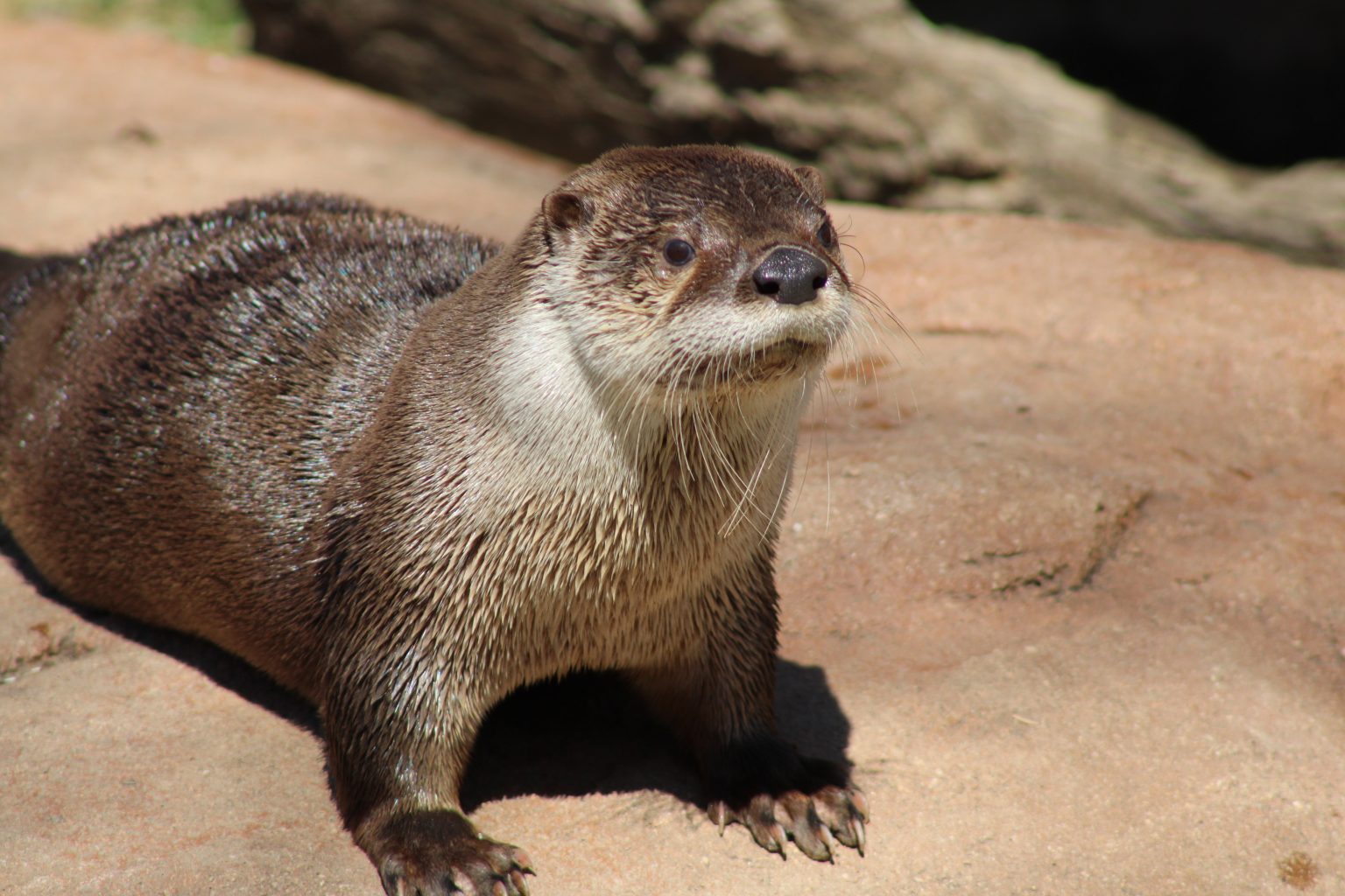 River Otter Piper Joins Luani in Lehigh Valley Zoo Otter Habitat ...