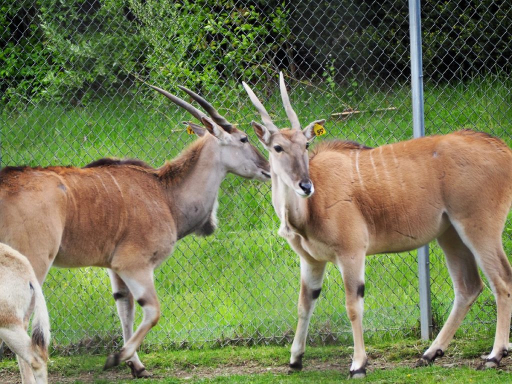 Lehigh Valley Zoo Welcomes Pair of New Elands - Lehigh Valley Zoo