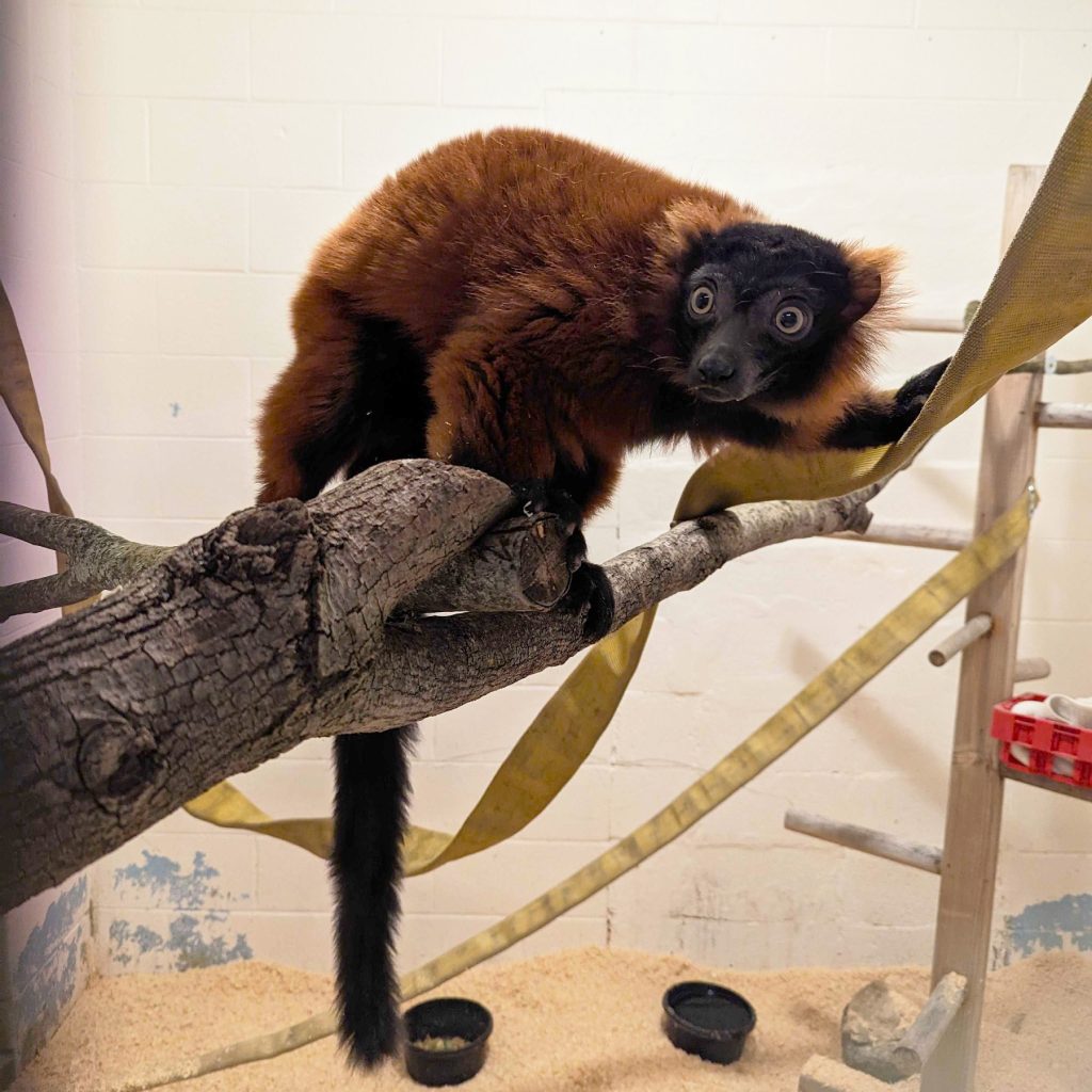 LVZoo Announces Arrival of Two Red Ruffed Lemurs - Lehigh Valley Zoo