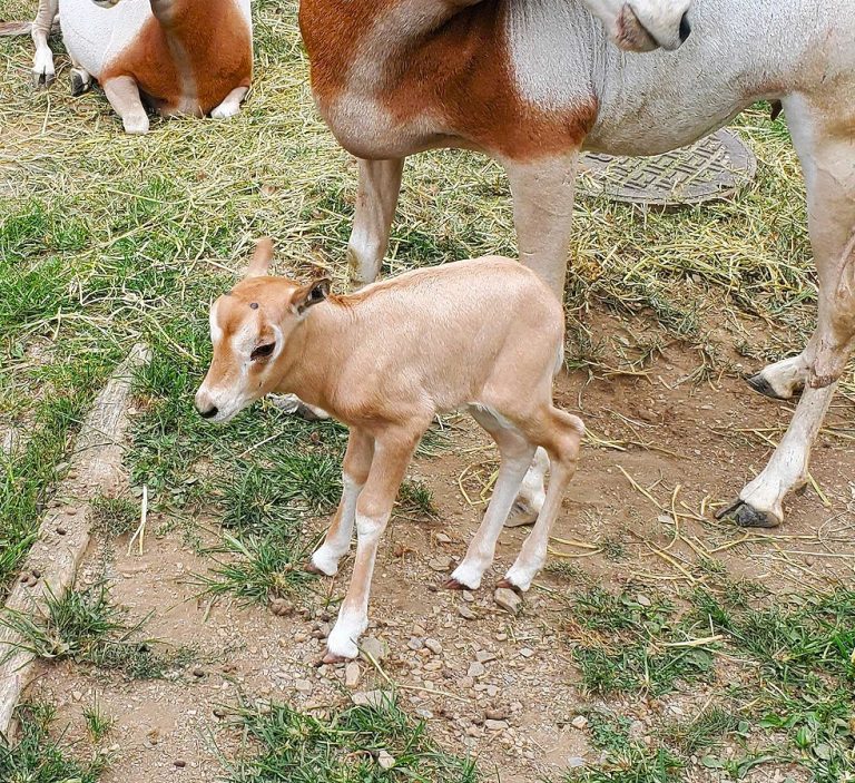 Inside the Zoo Blog - Lehigh Valley Zoo
