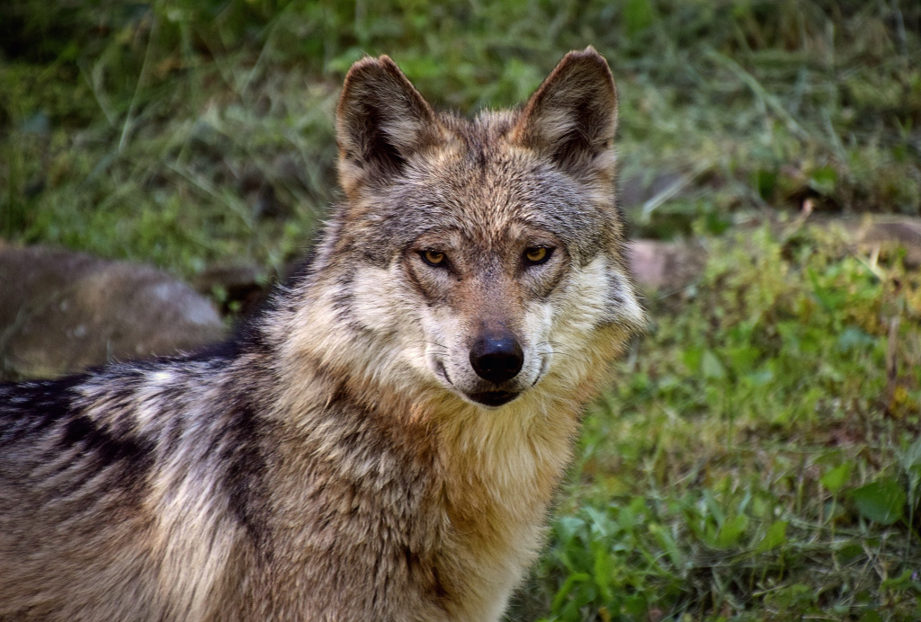 Inside the Zoo Blog - Lehigh Valley Zoo