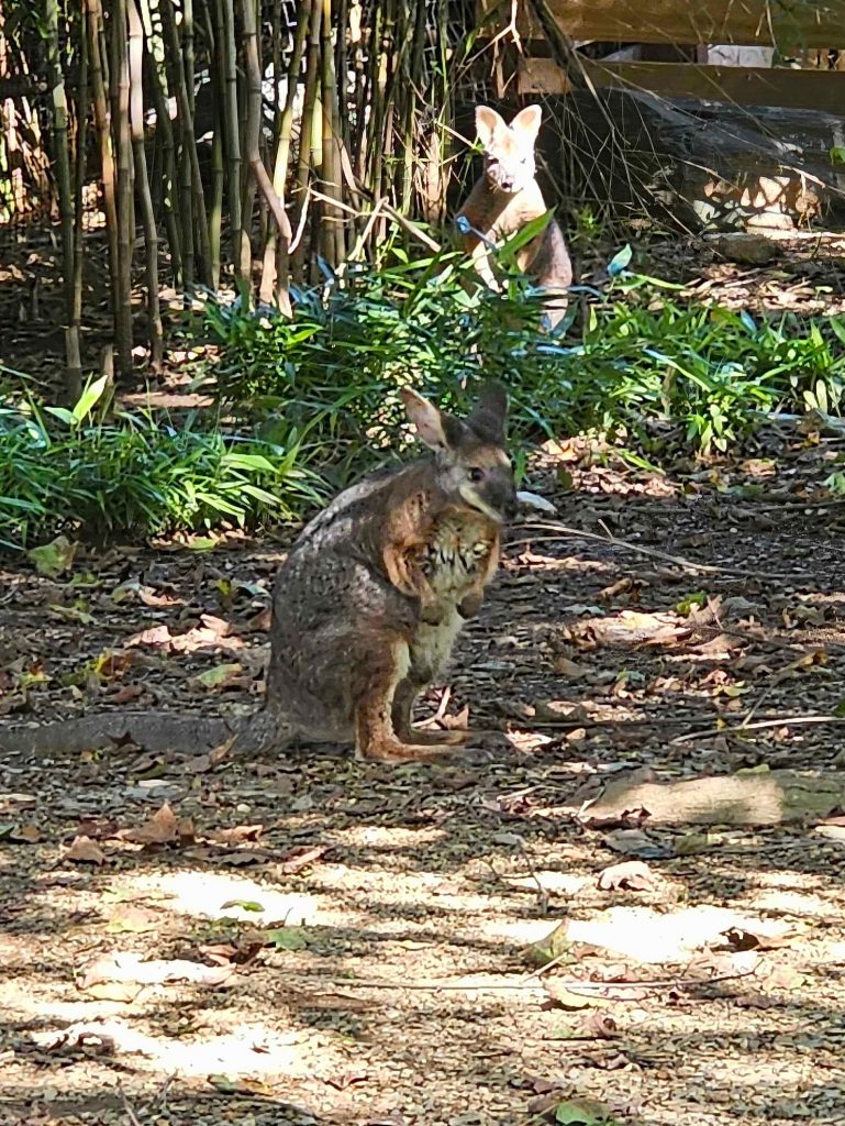 LV ZOO WELCOMES A LV ZOO WELCOMES A TAMMAR WALLABY AND AN EASTERN ...