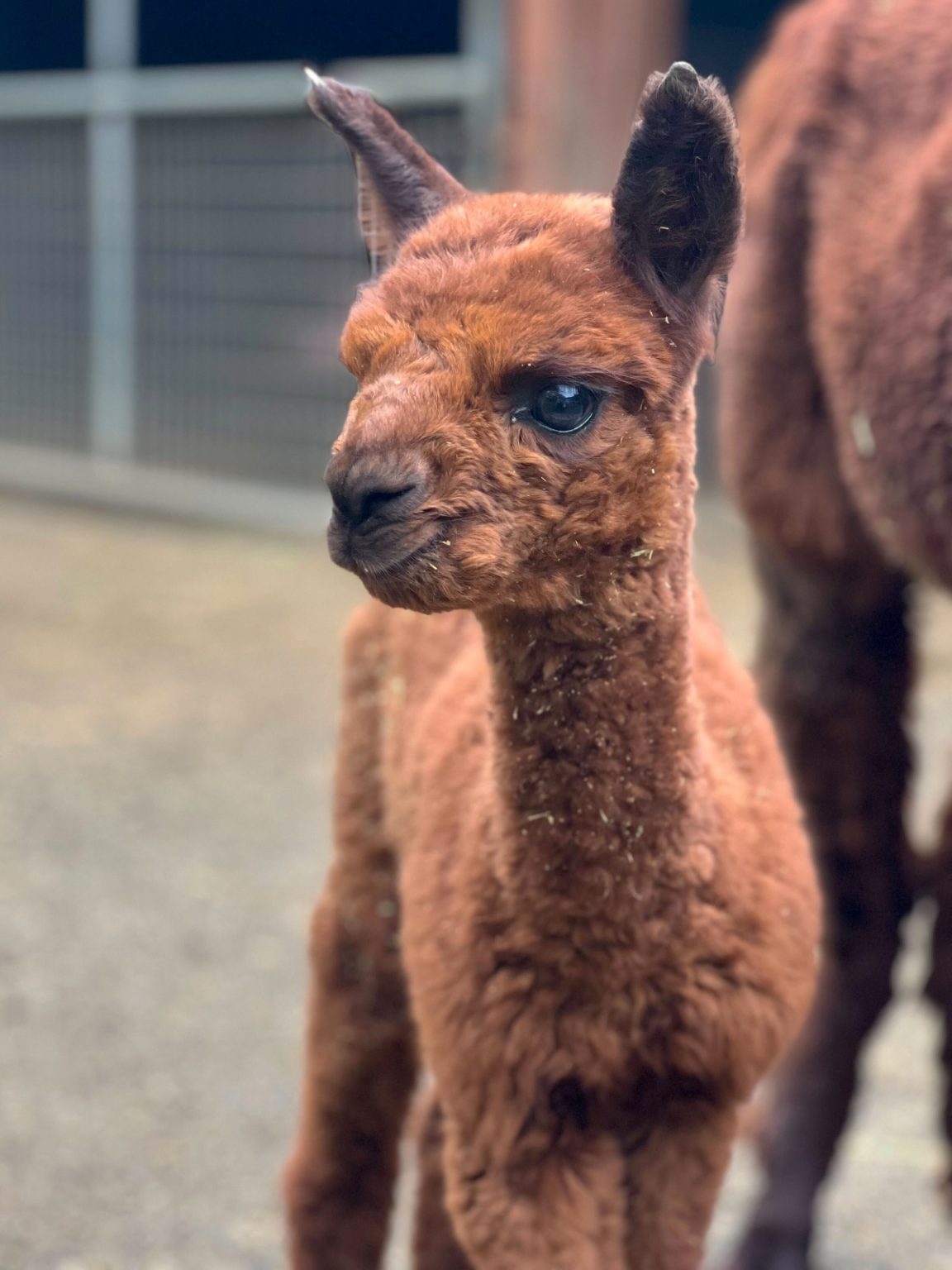 LV ZOO WELCOMES FIRST-EVER NEWBORN ALPACA - Lehigh Valley Zoo