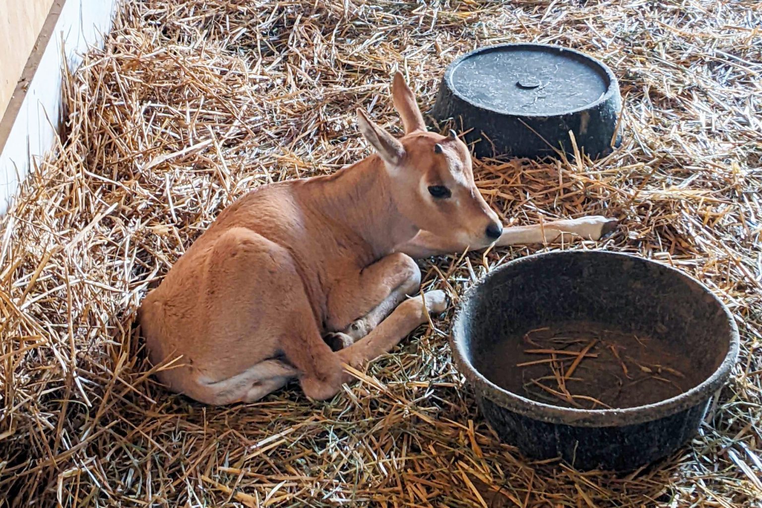 LV ZOO WELCOMES ANOTHER SCIMITAR-HORNED ORYX CALF TO THE HERD - Lehigh ...