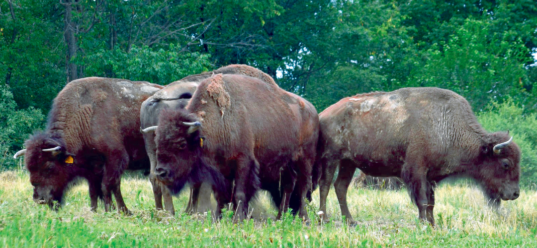 LEHIGH COUNTY, LV ZOO ANNOUNCE CHANGES FOR THE BISON HERD - Lehigh ...
