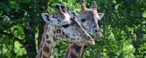 Animal Encounters - Lehigh Valley Zoo